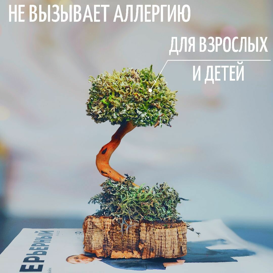 Живое дерево из Цетрарии / Декор для дома, офиса, 18 см