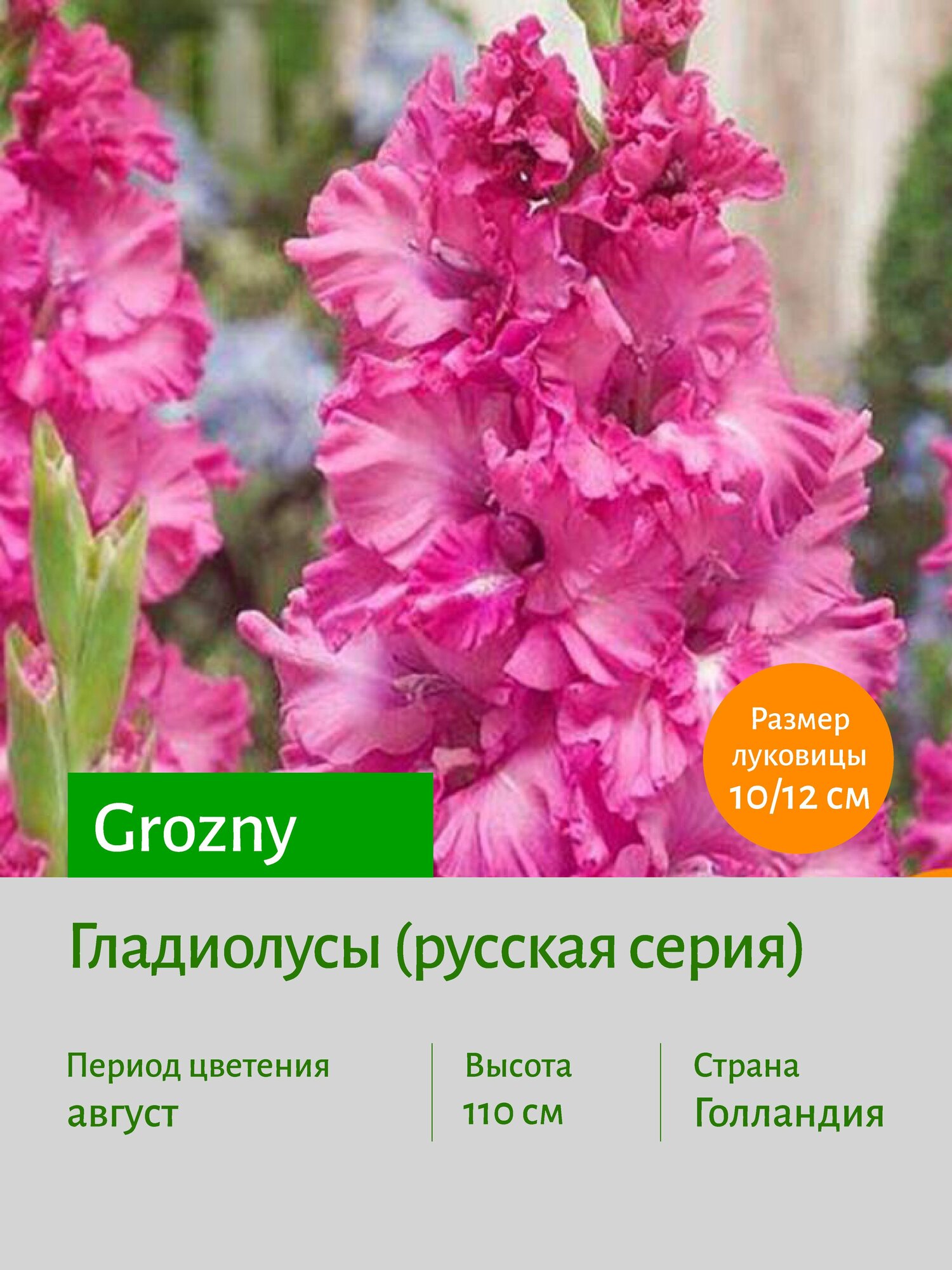 Гладиолус Грозный (Sweet Love / Grozny) луковицы 15 шт сотка