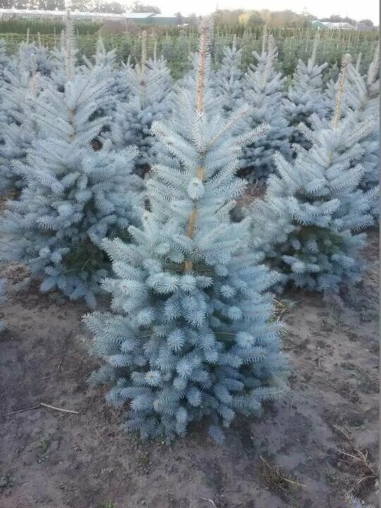Ель колючая Блю Диамонд