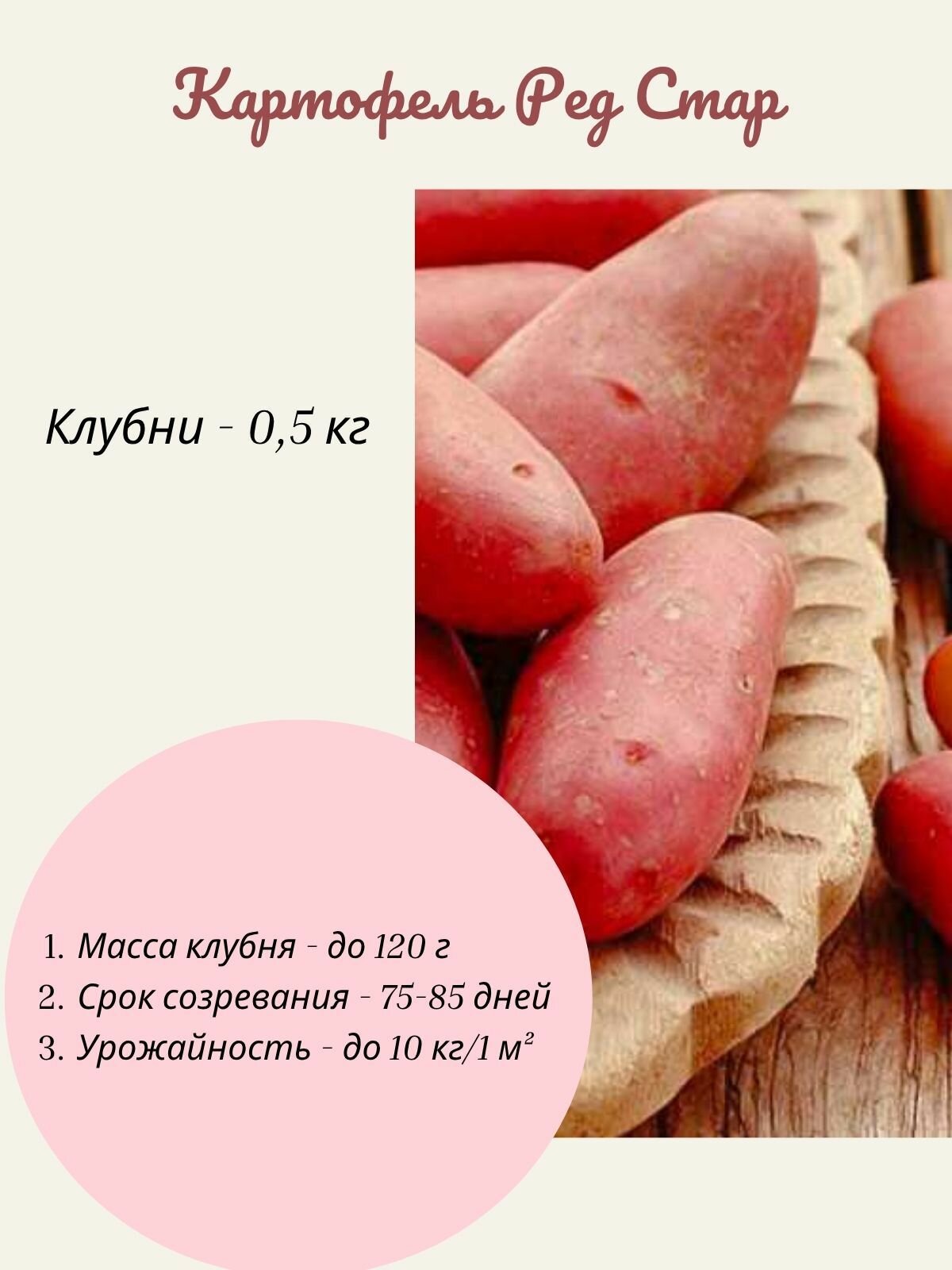 Картофель красный Ред Стар 0,5 кг на посадку