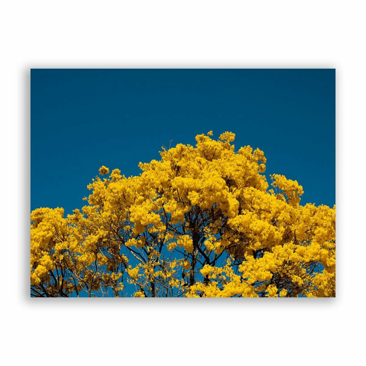 Постер цветы на бумаге / Мимоза / Размер 30 x 40 см