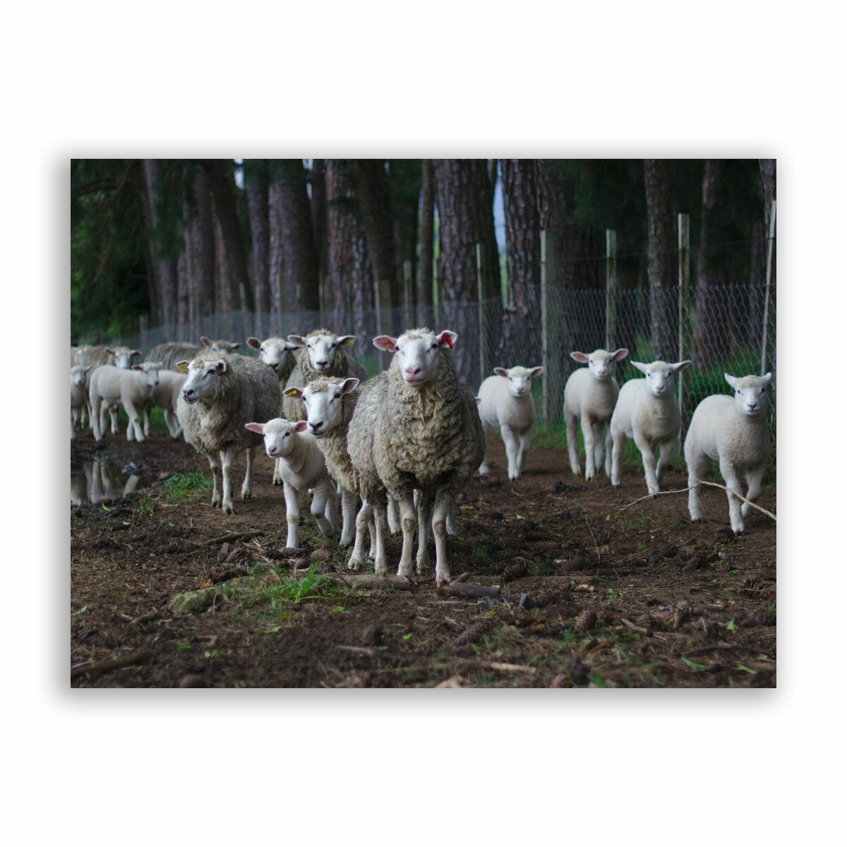 Постер, плакат на бумаге / Овцы / Размер 30 x 40 см