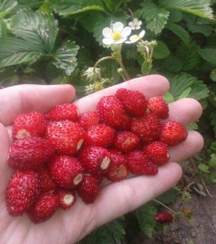 Семена Земляника Регина*