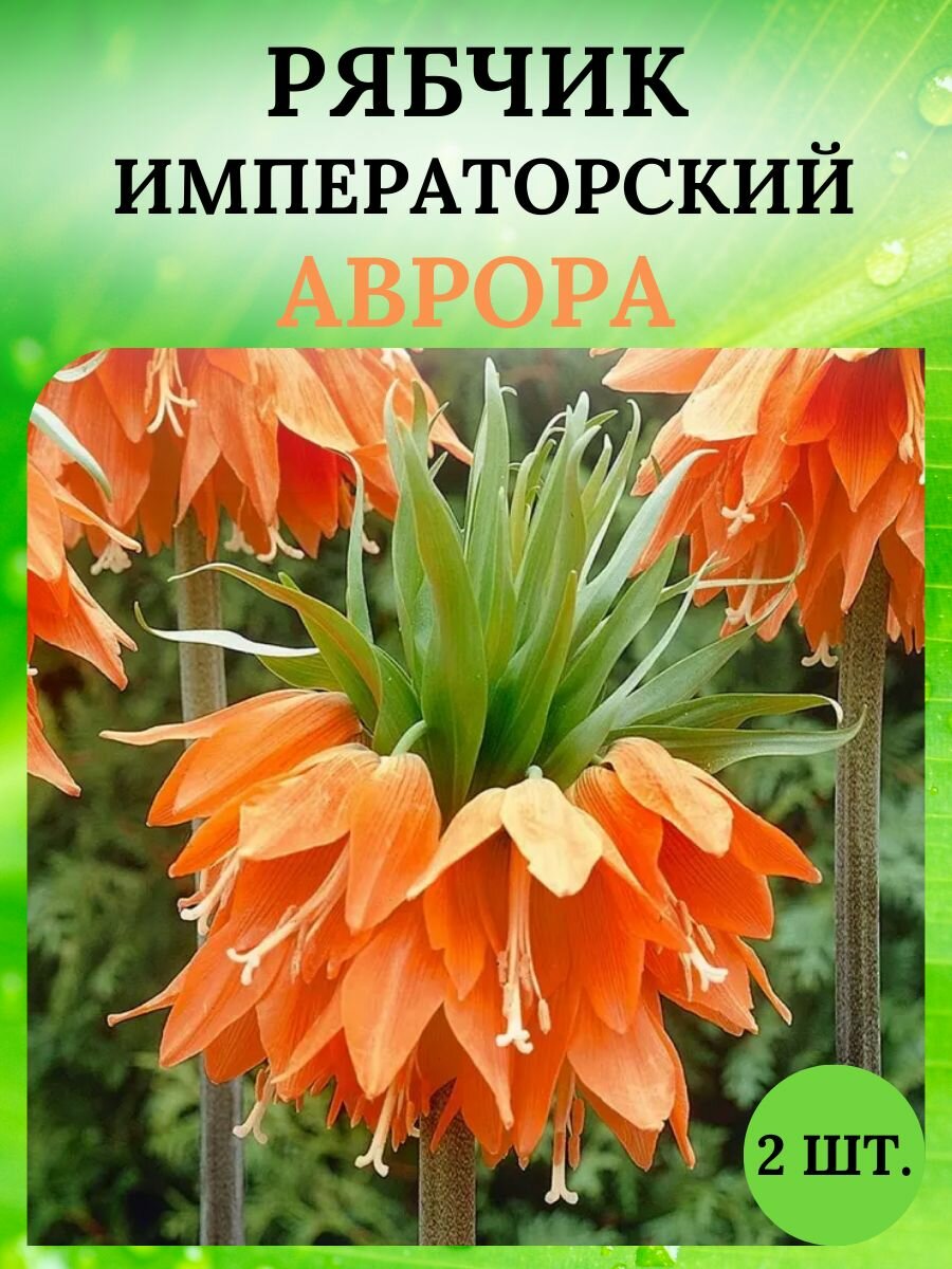 Рябчик луковицы 2 шт, многолетние цветы