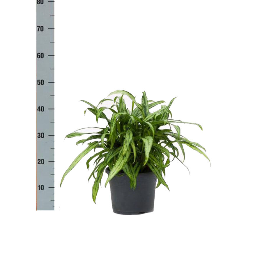 Аглаонема Блэк Лэнс D12 H35