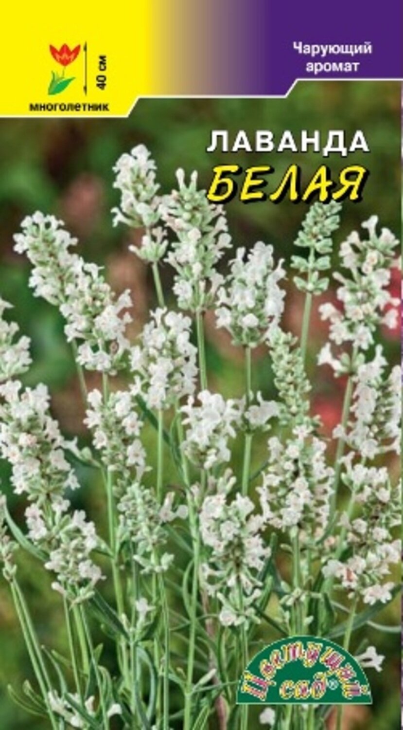 Семена Лаванда Снежный ковер Белая (5 семян), Цветущий сад, многолетник