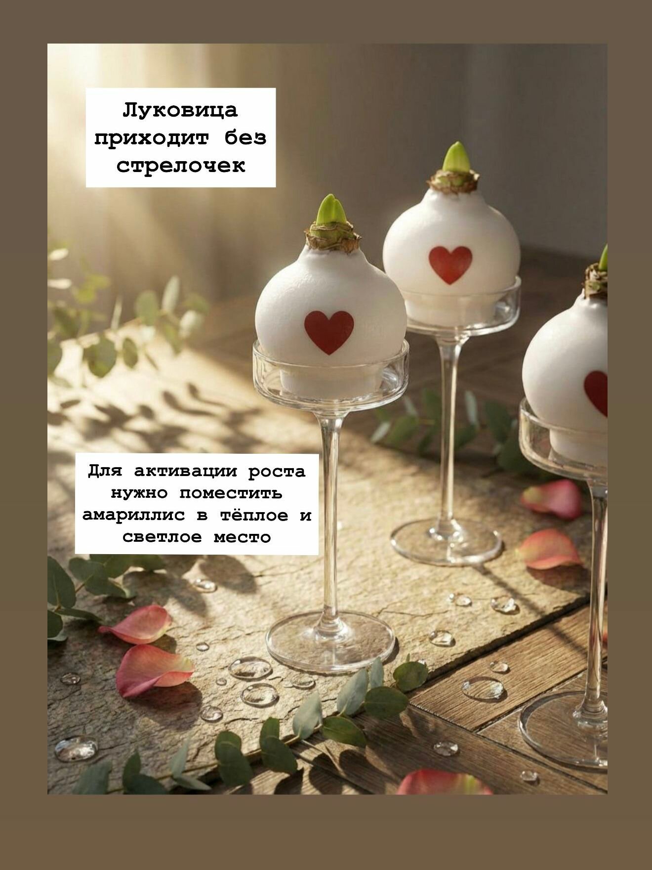 Амариллис в белом воске с сердечком Premium