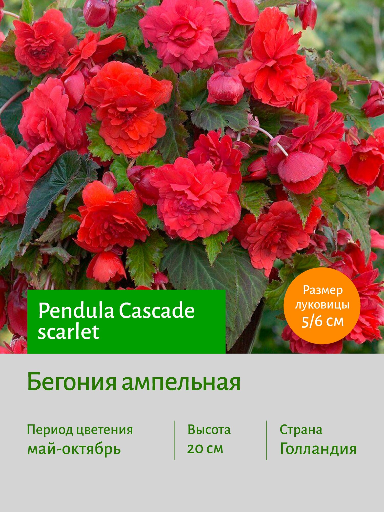 Бегония ампельная Пендула Каскад Cкарлет (Pendula Cascade scarlet) 1 шт сотка