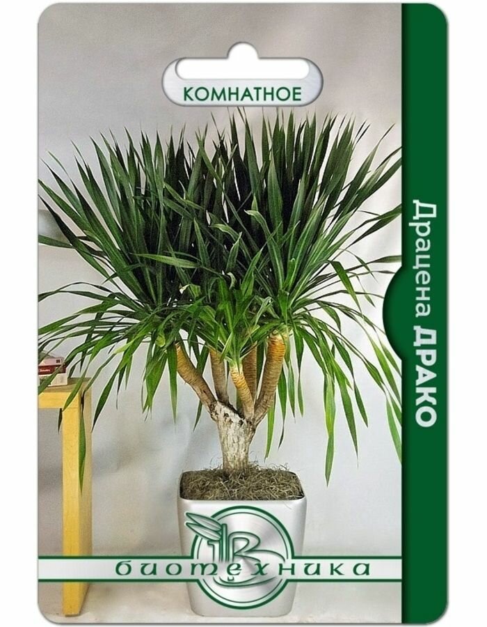 Семена Драцена Драко Биотехника