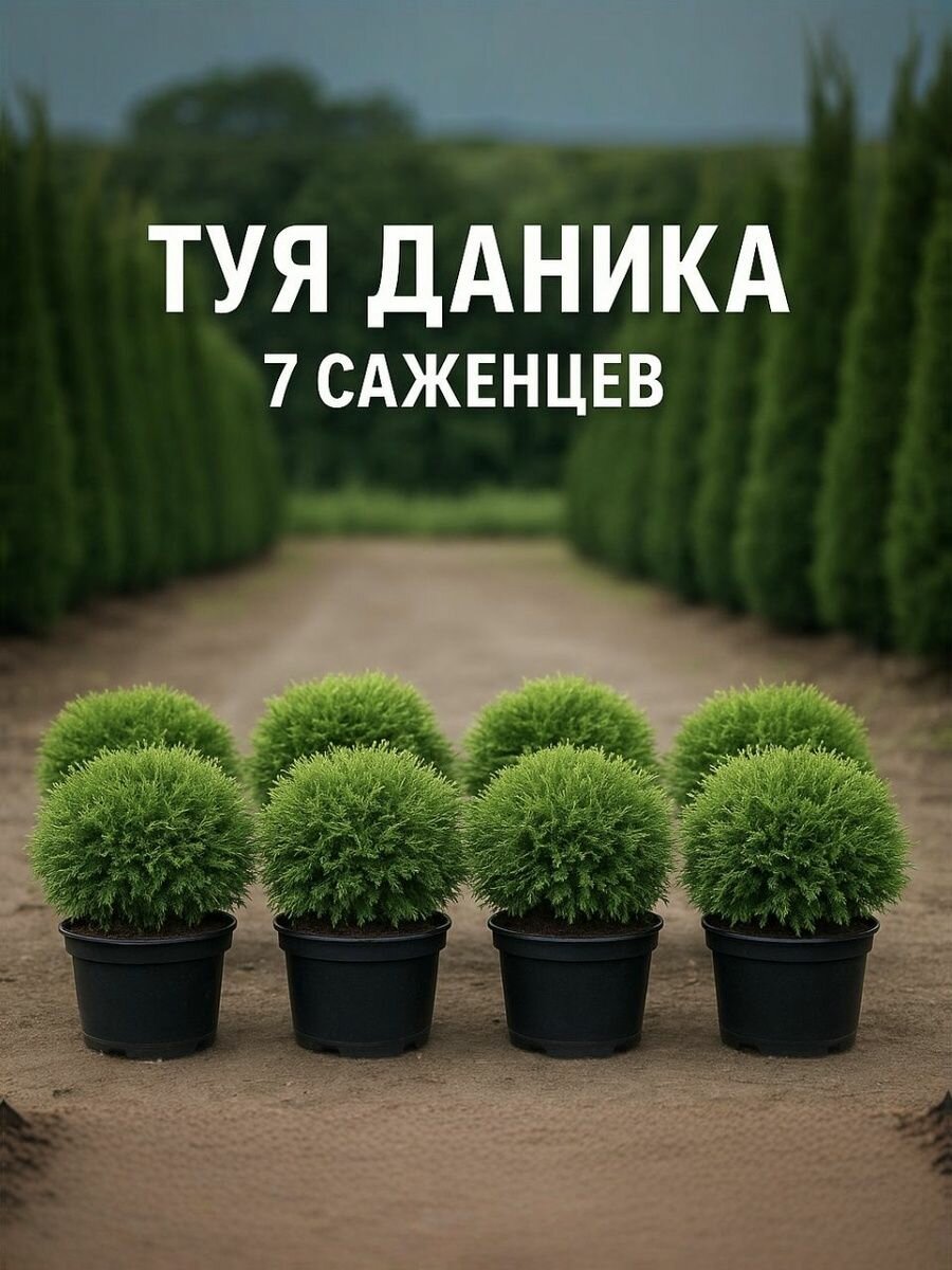 Туя, Даника, декоративный саженец, шаровидный, многолетнее, 20 см