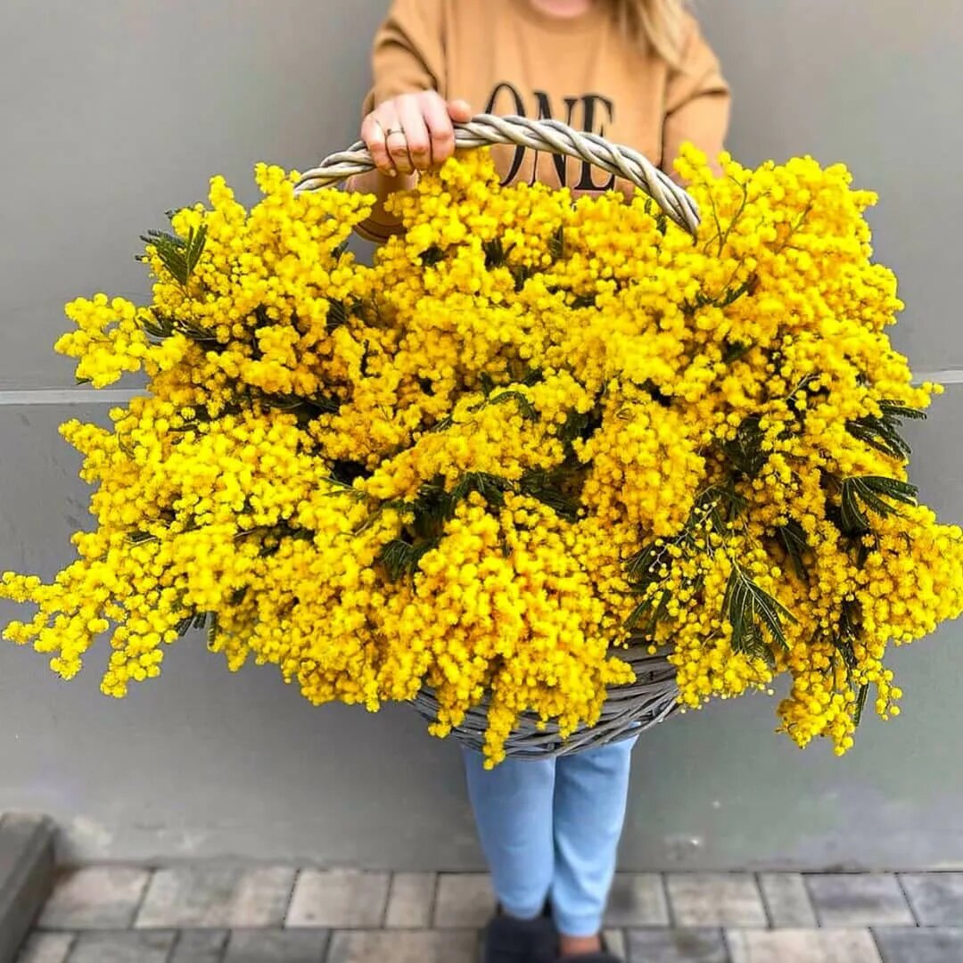Мимоза/ Букет Мимоз в корзине 101 штука/ Желтая Мимоза/ Цветы к 8 марта/ Доставка цветов по Москве
