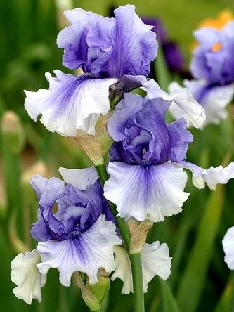 Алмазная живопись Ирис синяя фиолетовая полная Square 30x40cm, 8