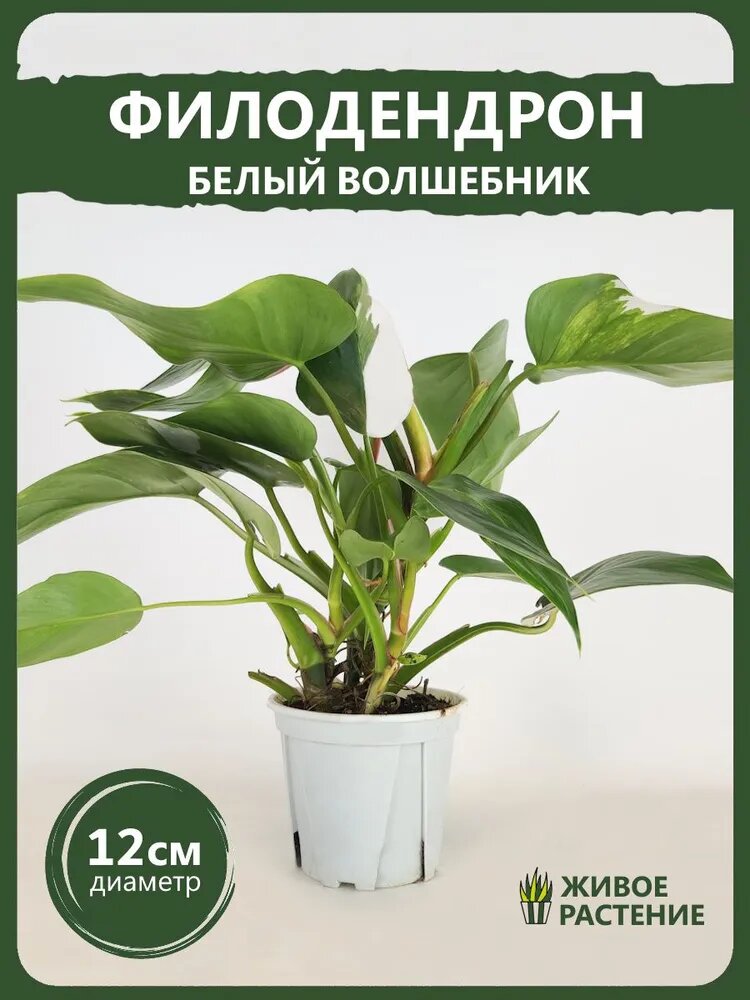Филодендрон Белый Волшебник сортовой, D-12