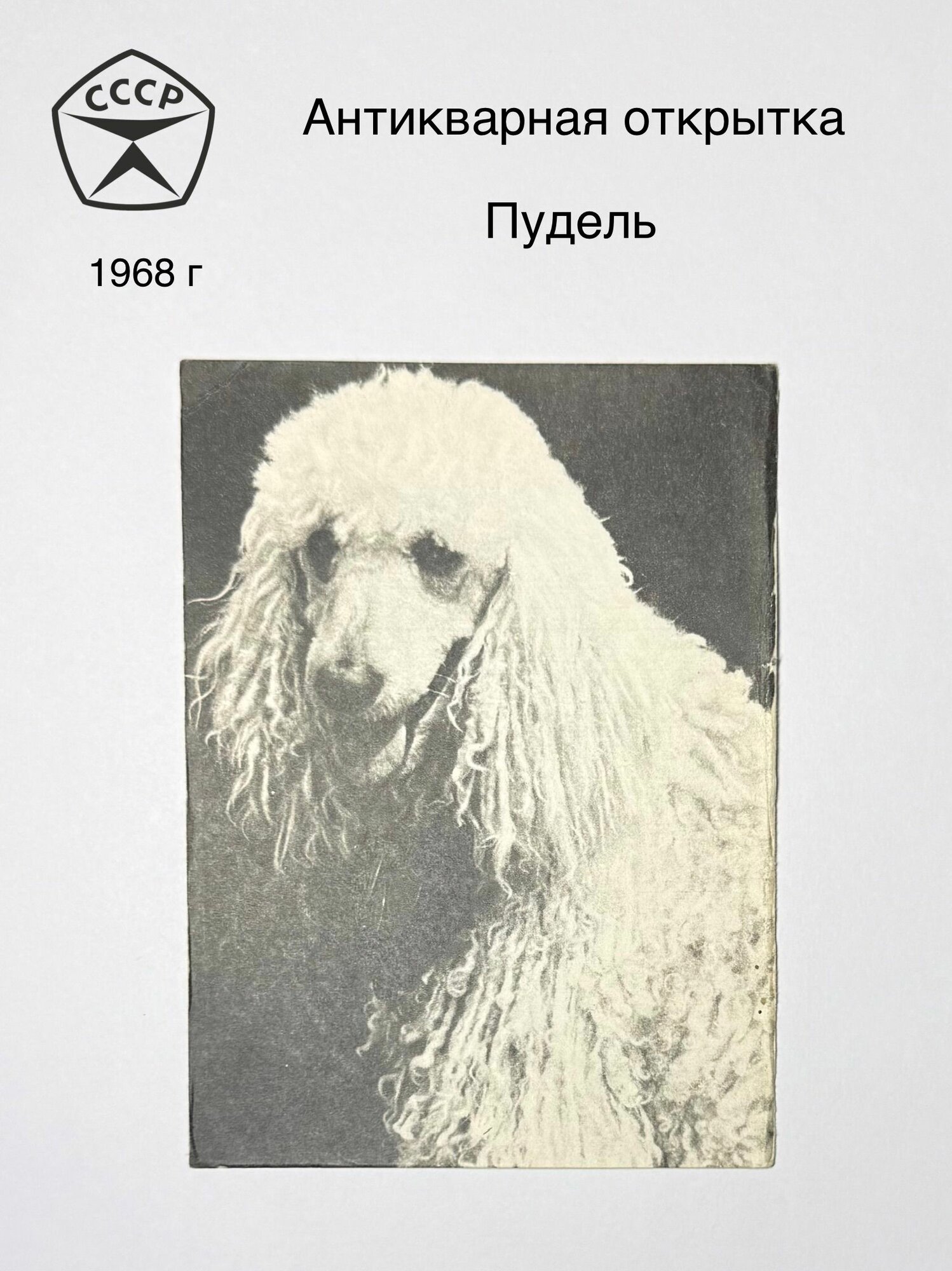 Антикварная почтовая открытка Пудель серии породы собак, СССР, 1968 г