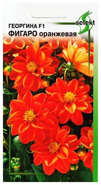 Георгина Фигаро, оранжевая, 8 семян