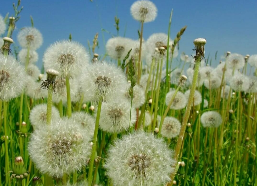 Одуванчик белый.