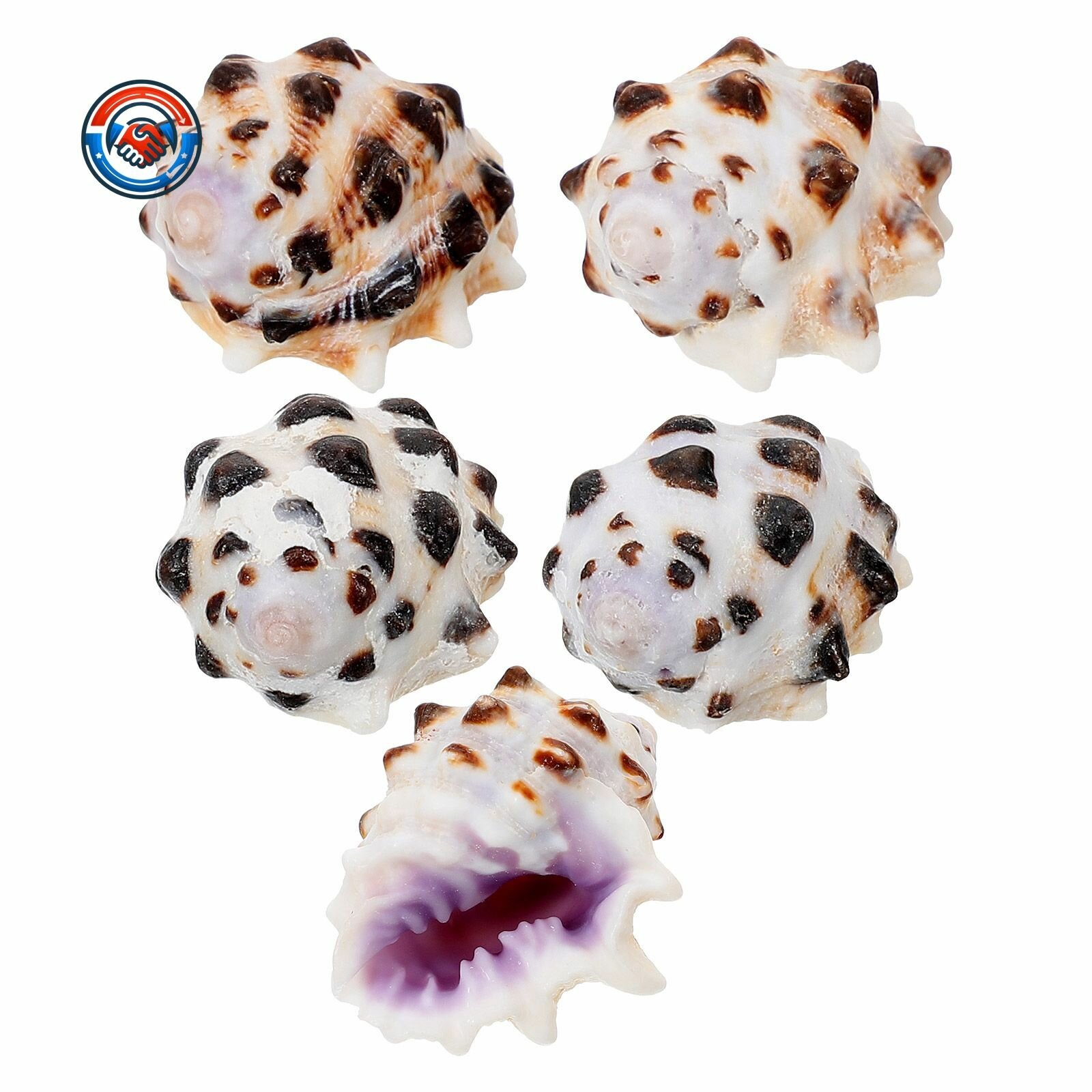 Мини-ракушки Conch для аквариума и террариума, натуральные декоративные раковины 3 см, многоцветные морские ракушки для флорариума, пляжной вечеринки и домашнего декора