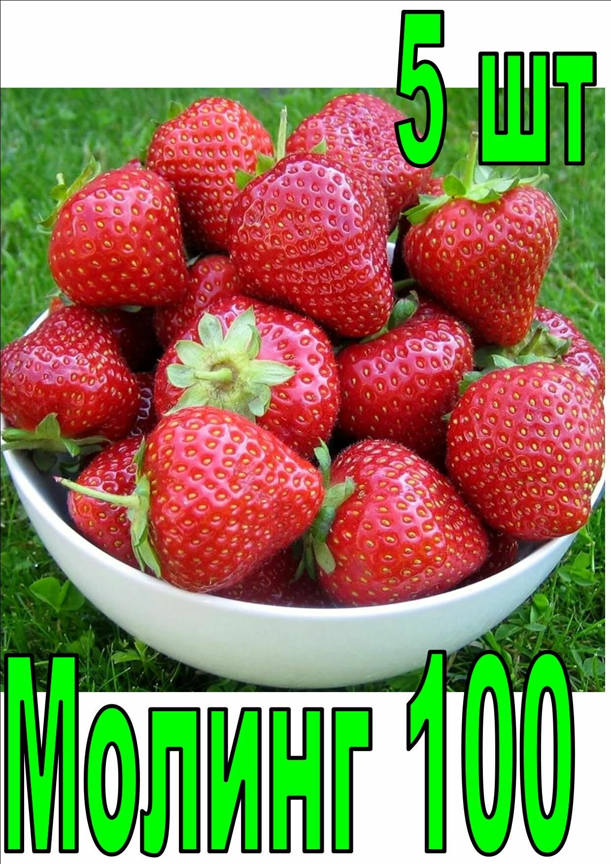 Рассада. Клубника Молинг 100