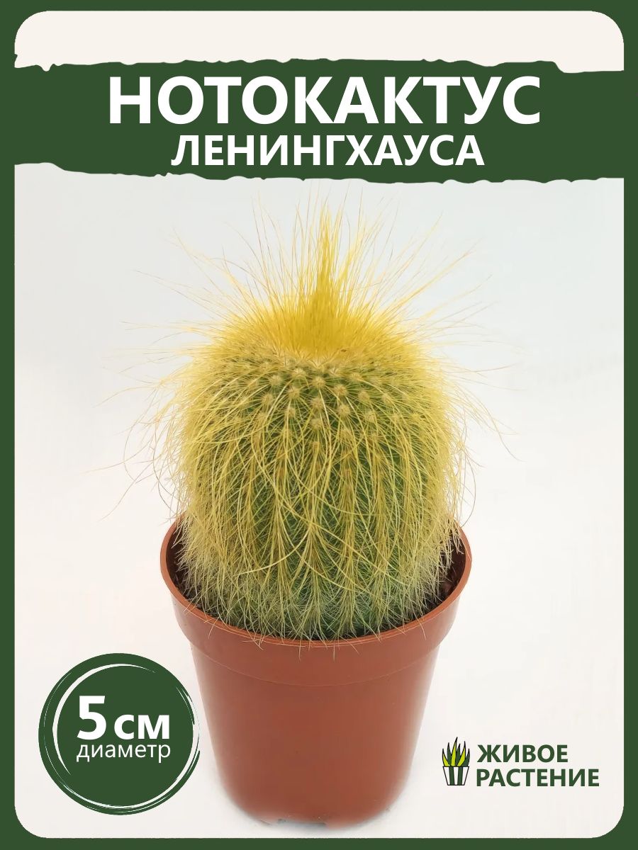 Нотокактус Ленингхауса, D-5