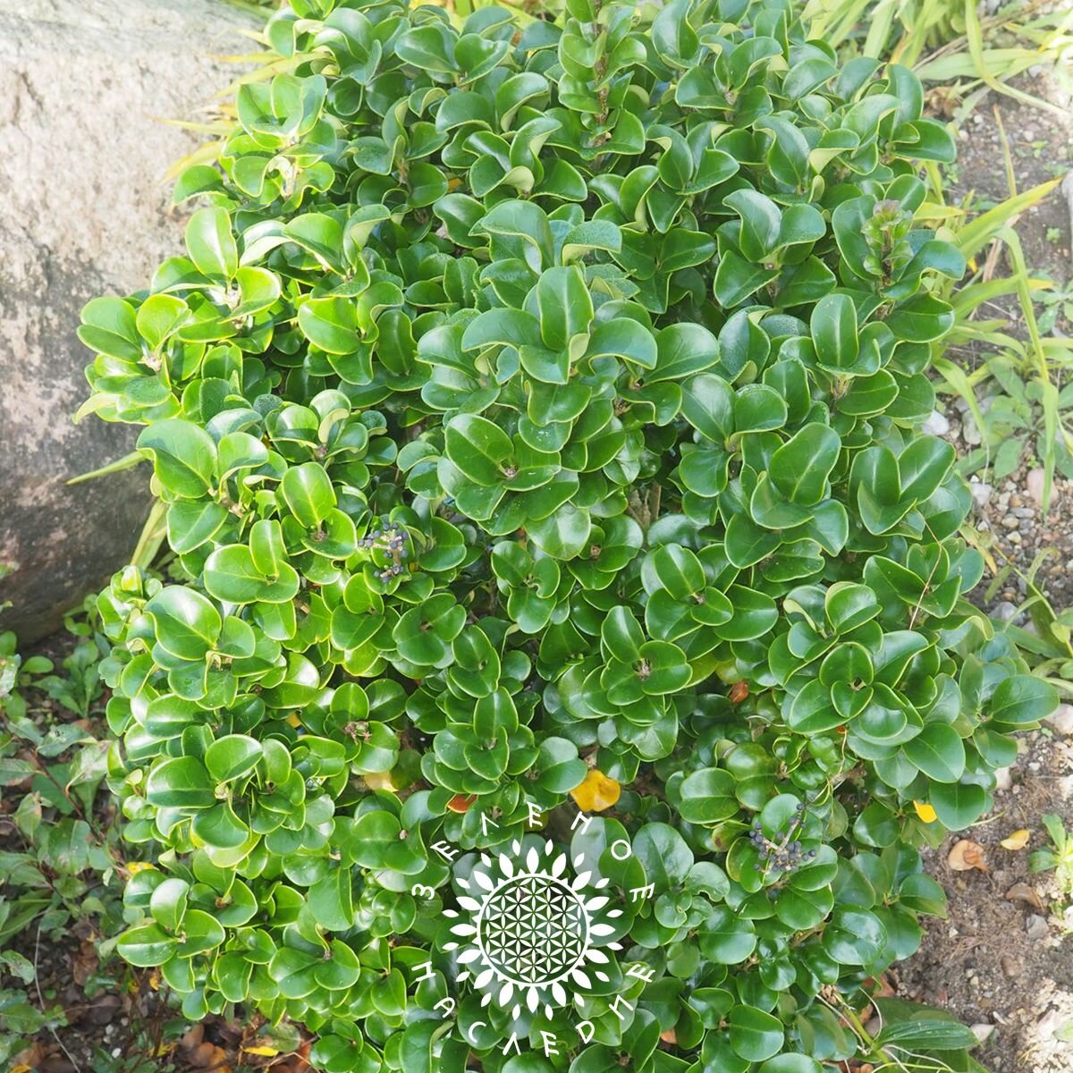 Семена Бирючина японская (лат. Ligustrum japonicum) 30шт от Green Legacy