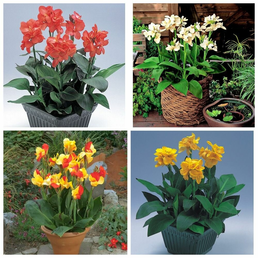 Канна микс сортов, семена