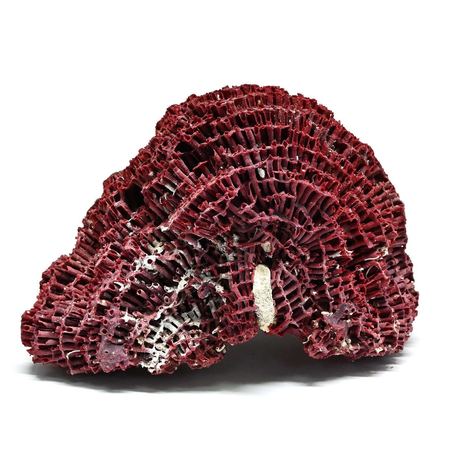 Образование коралла красного 155*92*80мм, 254г .