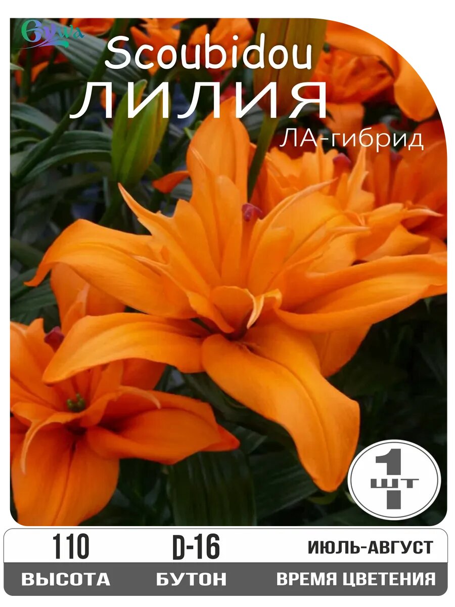 Лилия луковицы многолетние Скубиду, ЛА-гибрид, 1шт.