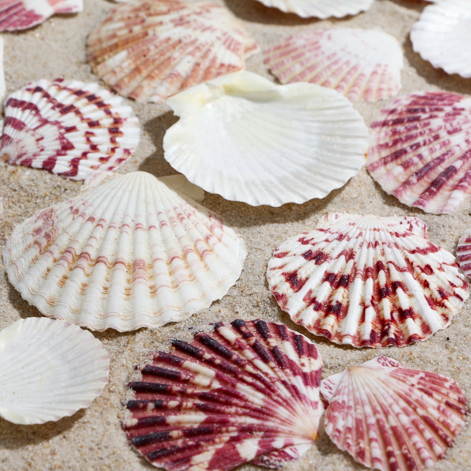 Набор ракушек, "Гребешок пуксидатус", размер 4 - 6 см, 100 г, 7005437