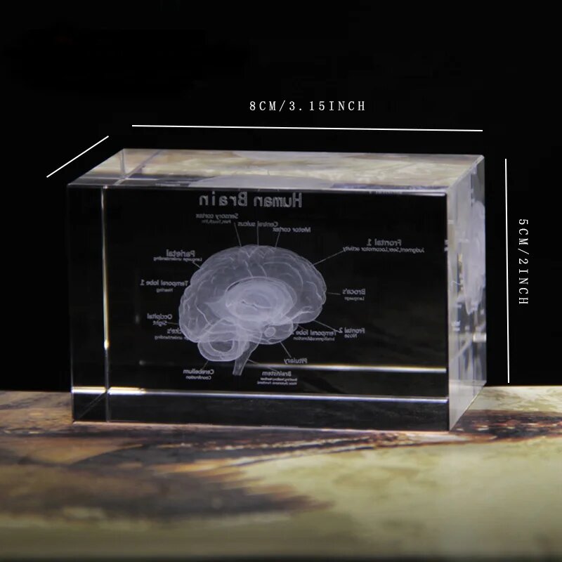Лазерная модель мозга из кристалла 5X5X8CM