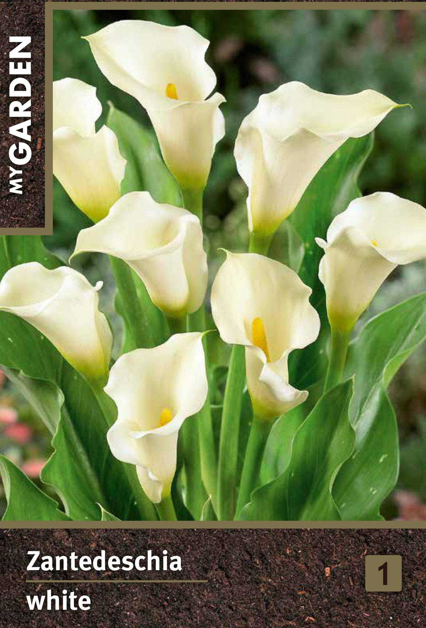 Калла белая