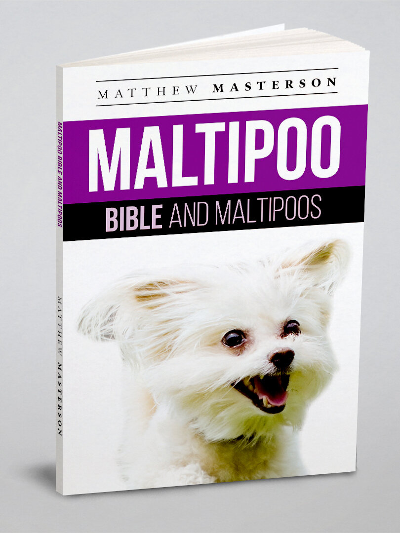 Maltipoo Bible And Maltipoos. Your Perfect Maltipoo Guide Maltipoo, Maltipoos, Maltipoo Puppies, Maltipoo Dogs, Maltipoo Breeders, Maltipoo Care, Mal…