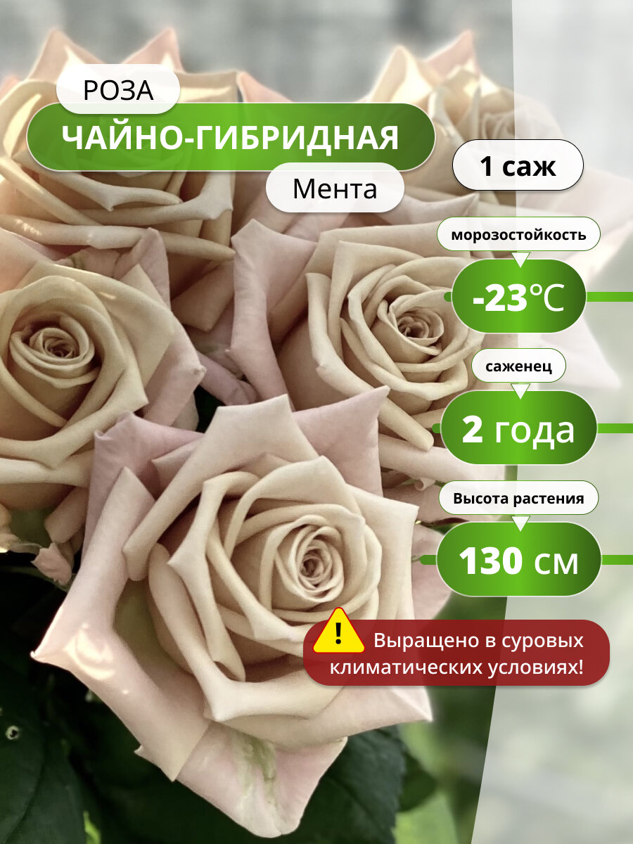 Роза чайно-гибридная Мента (Menta) / 1 шт, розы, ароматные, неприхотливые