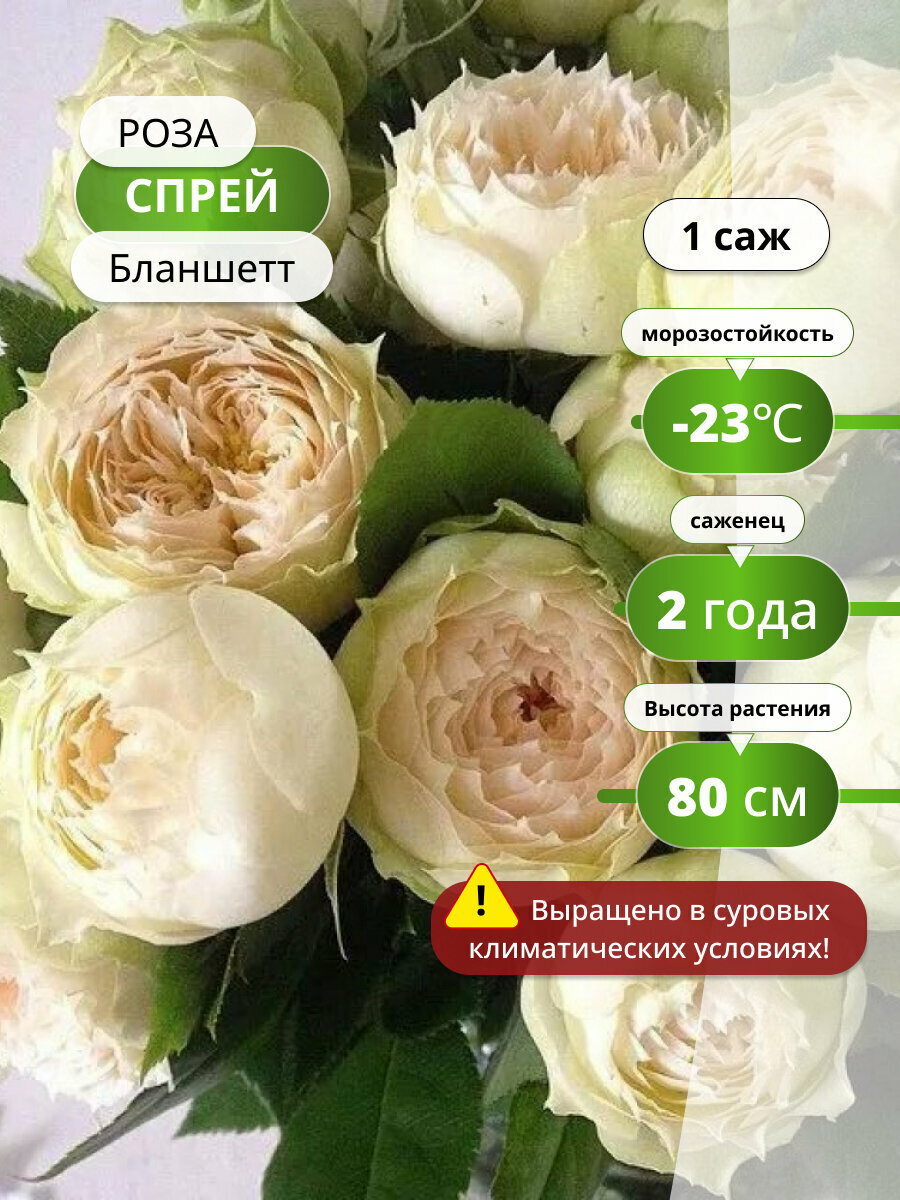 Роза Бланшетт, спрей, многолетняя, для улицы, высота 80см, цвет бело-зеленый