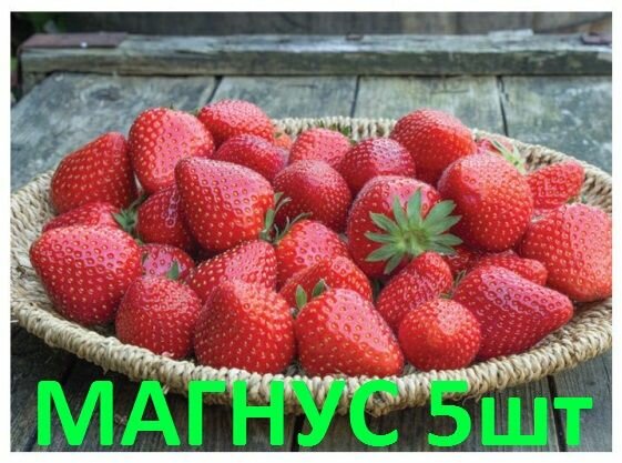 Рассада. Клубника Магнус 5шт