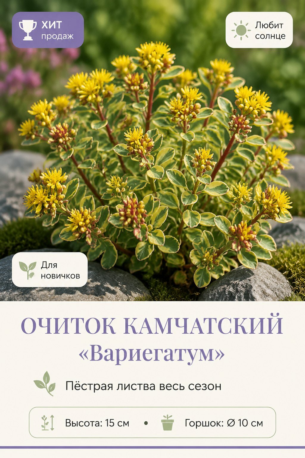 Очиток камчатский Вариегатум саженец / Седум пестролистный многолетний почвопокровный морозостойкий для альпийской горки, рокария, бордюра