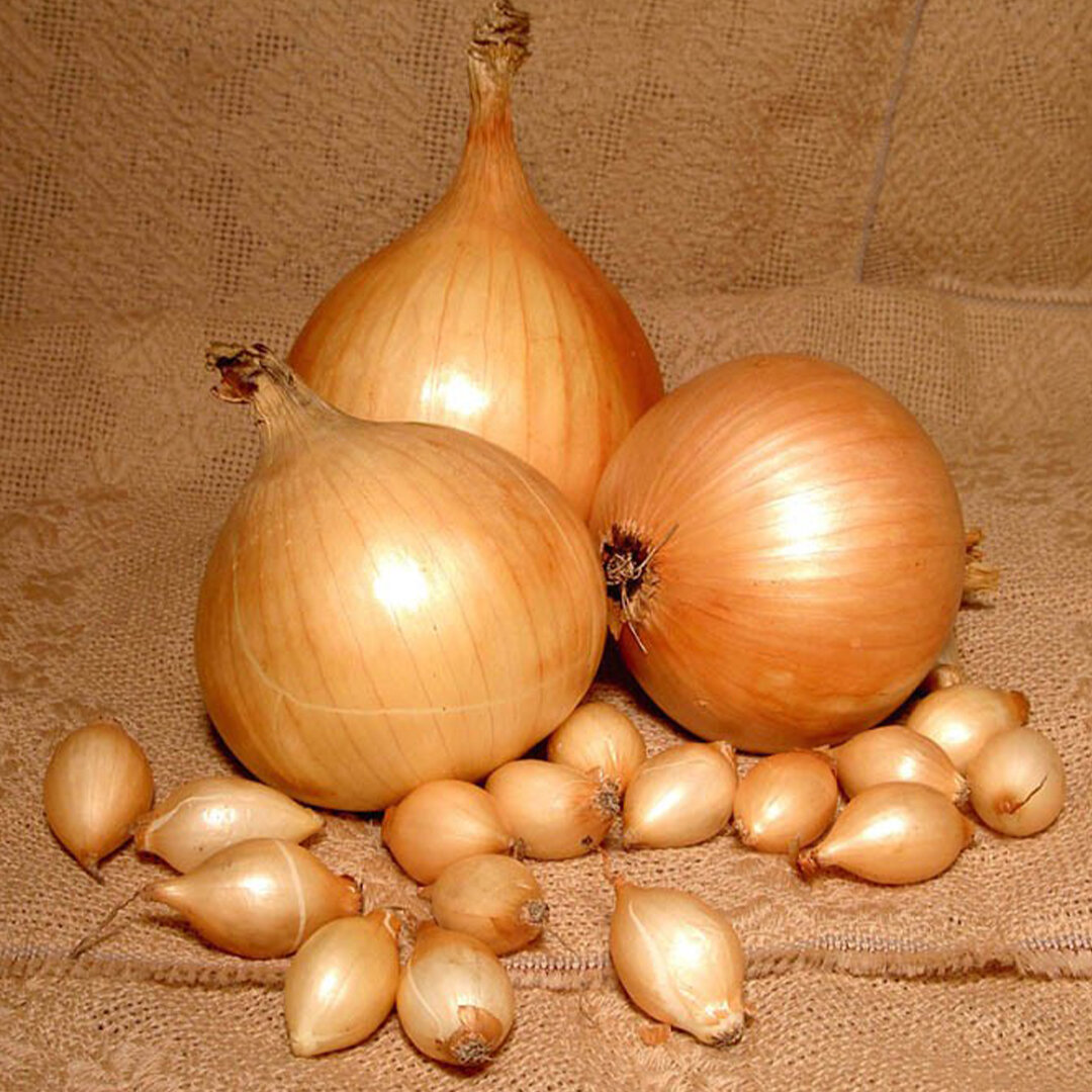 Лук-севок Купидо (10-21мм) (500 гр.), Нидерланды