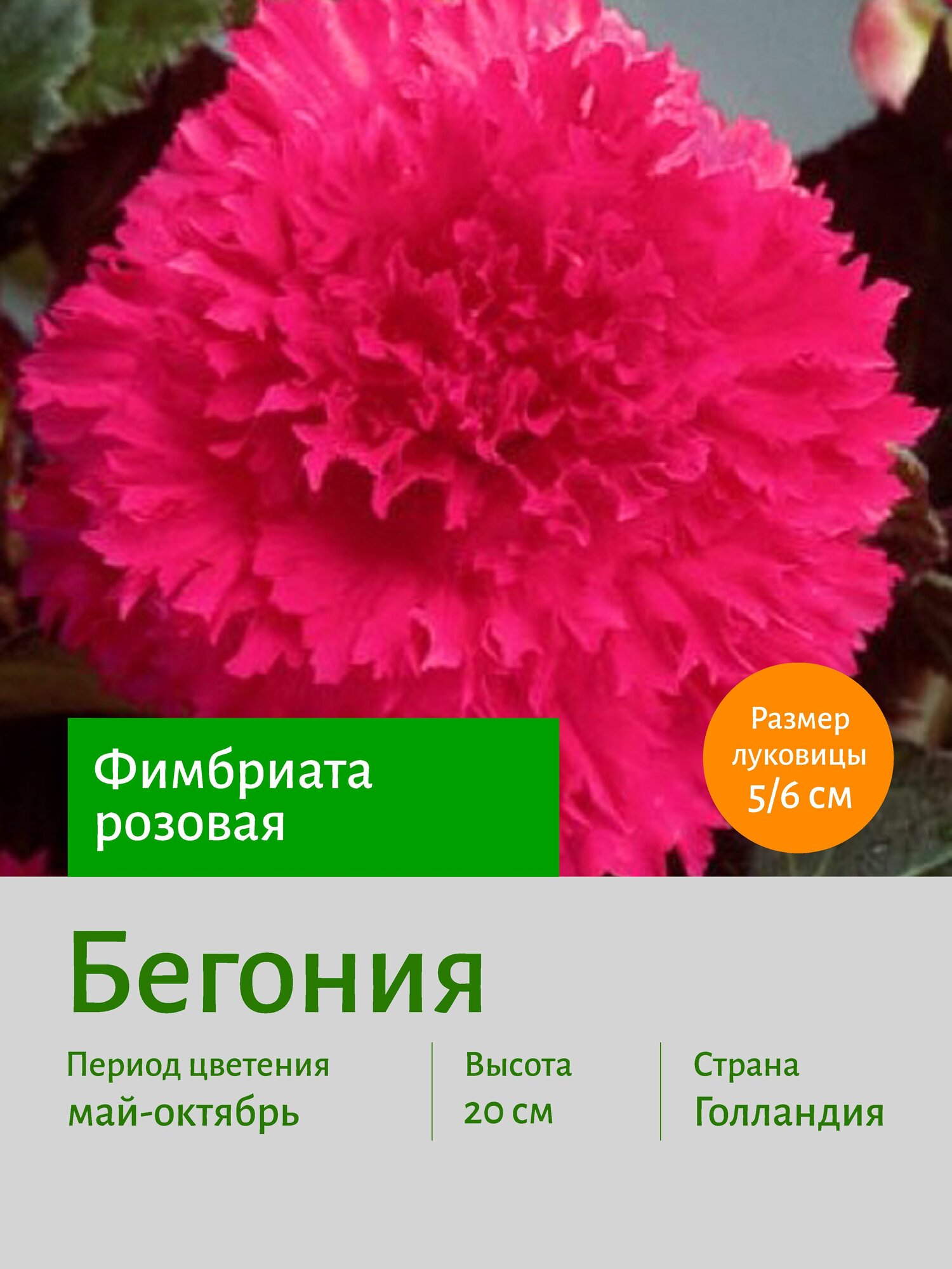 Бегония Фимбриата розовая (Fimbriata pink) 1 шт сотка
