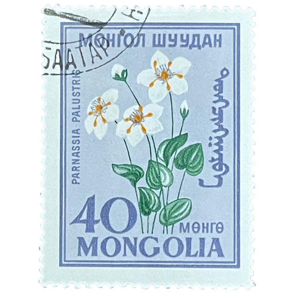 Почтовая марка Монголия 40 мунгу 1960 г. Стандартные марки. Цветы
