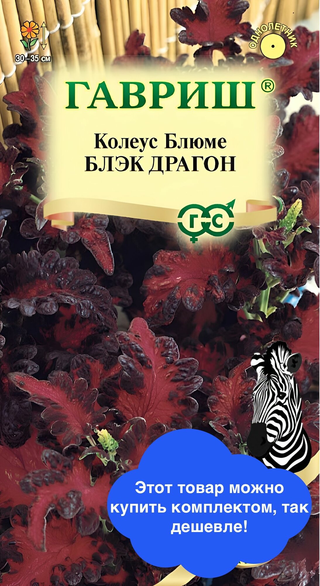 Колеус Блэк Драгон серия Элитная клумба