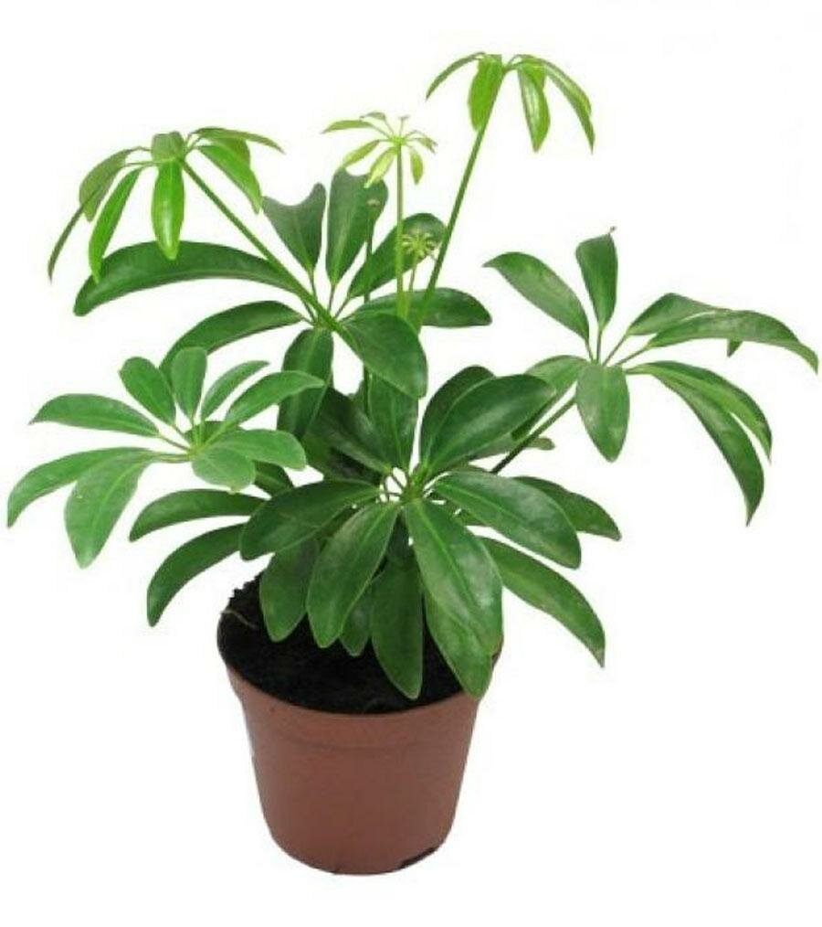 Шеффлера лучелистная Лузеана - Schefflera actinophylla Luseana D12 H40