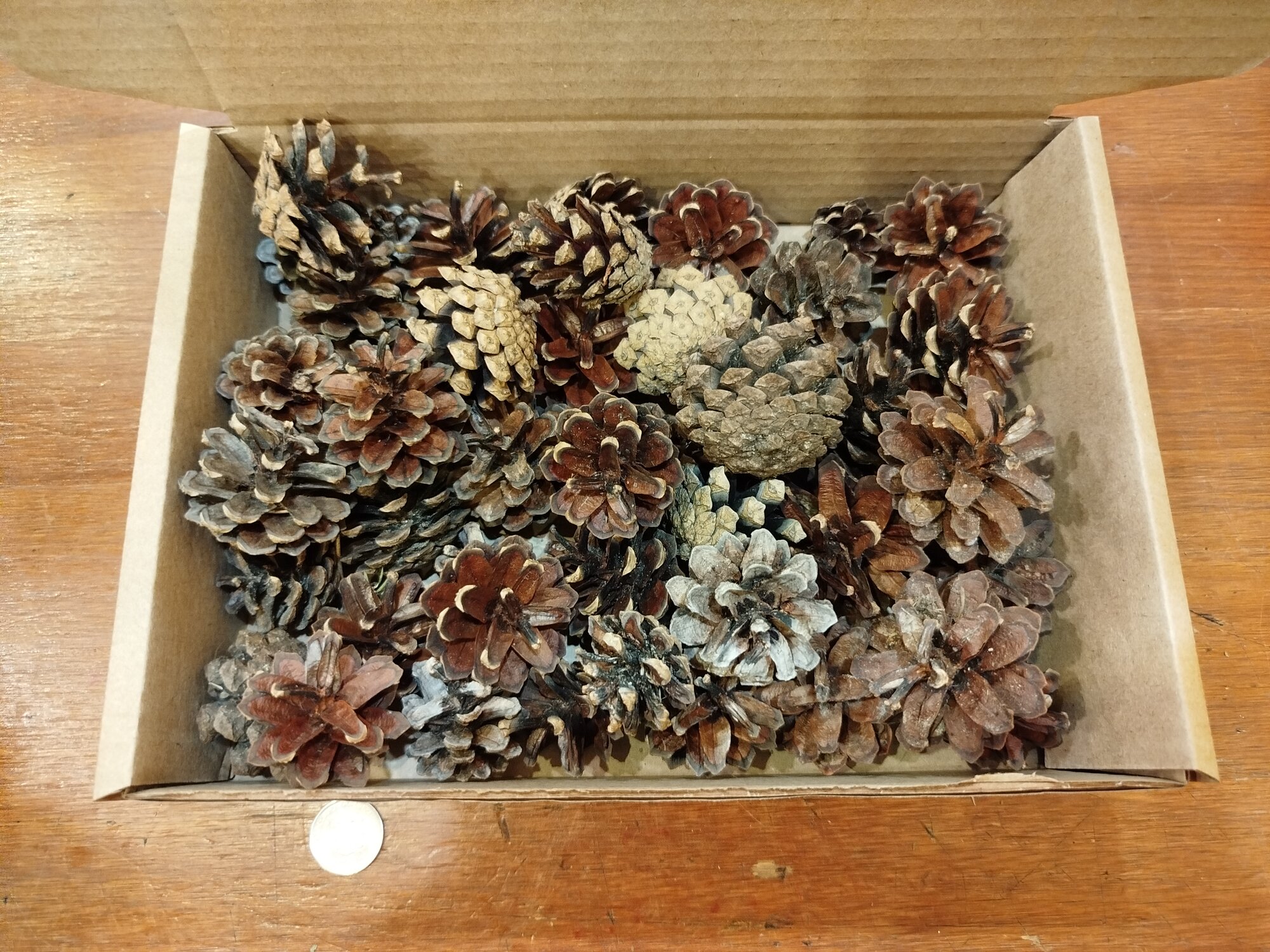 Шишка ИП Шалобода, для декупажа, A4, 7 цветов, дерево, 250 г