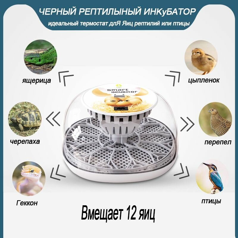 Инкубатор для рептилий. С индикатором влажности, Температуру можно регулировать в диапазоне от 10 до 40; Вмещает 12 яиц