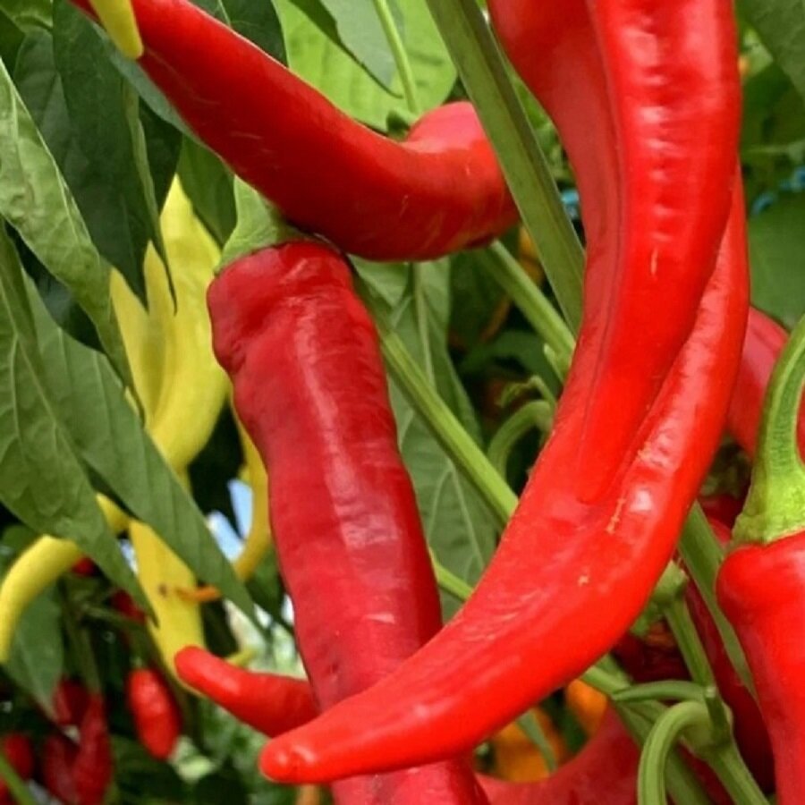 Семена Deodar SEEDS COMPANY Перец Цицак красный 10 шт.