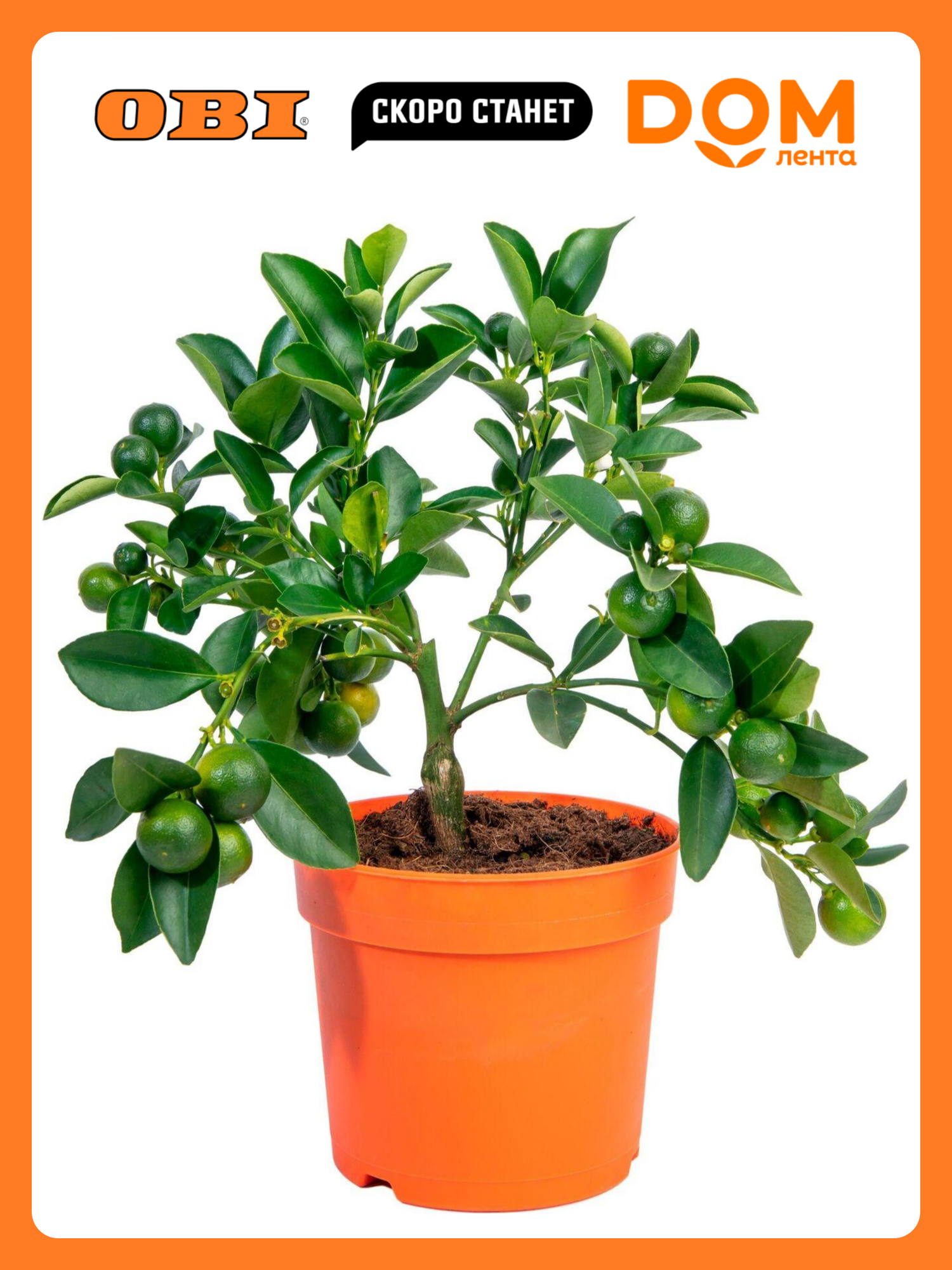 Растение FLORA GROUP Каламондин, декоративно-плодовое, высота 35 см, 1 шт