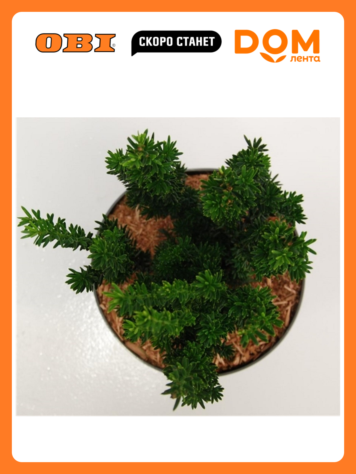 Растение Тисс "Хилли", декоративно-лиственное, высота 25-30 см