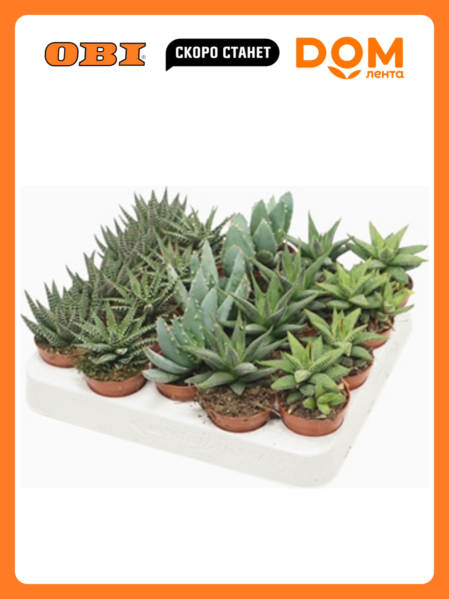 Растение хавортия микс D6 H9 см