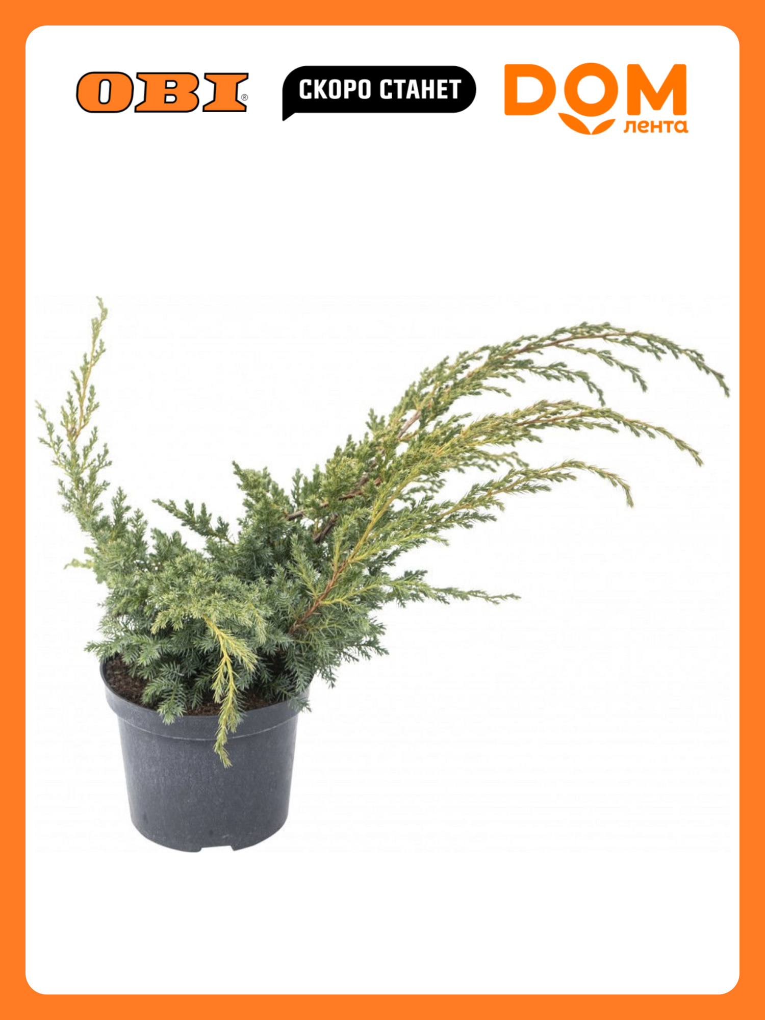 Можжевельник Блю Свид 881758, многолетнее, хвойное, декоративное растение