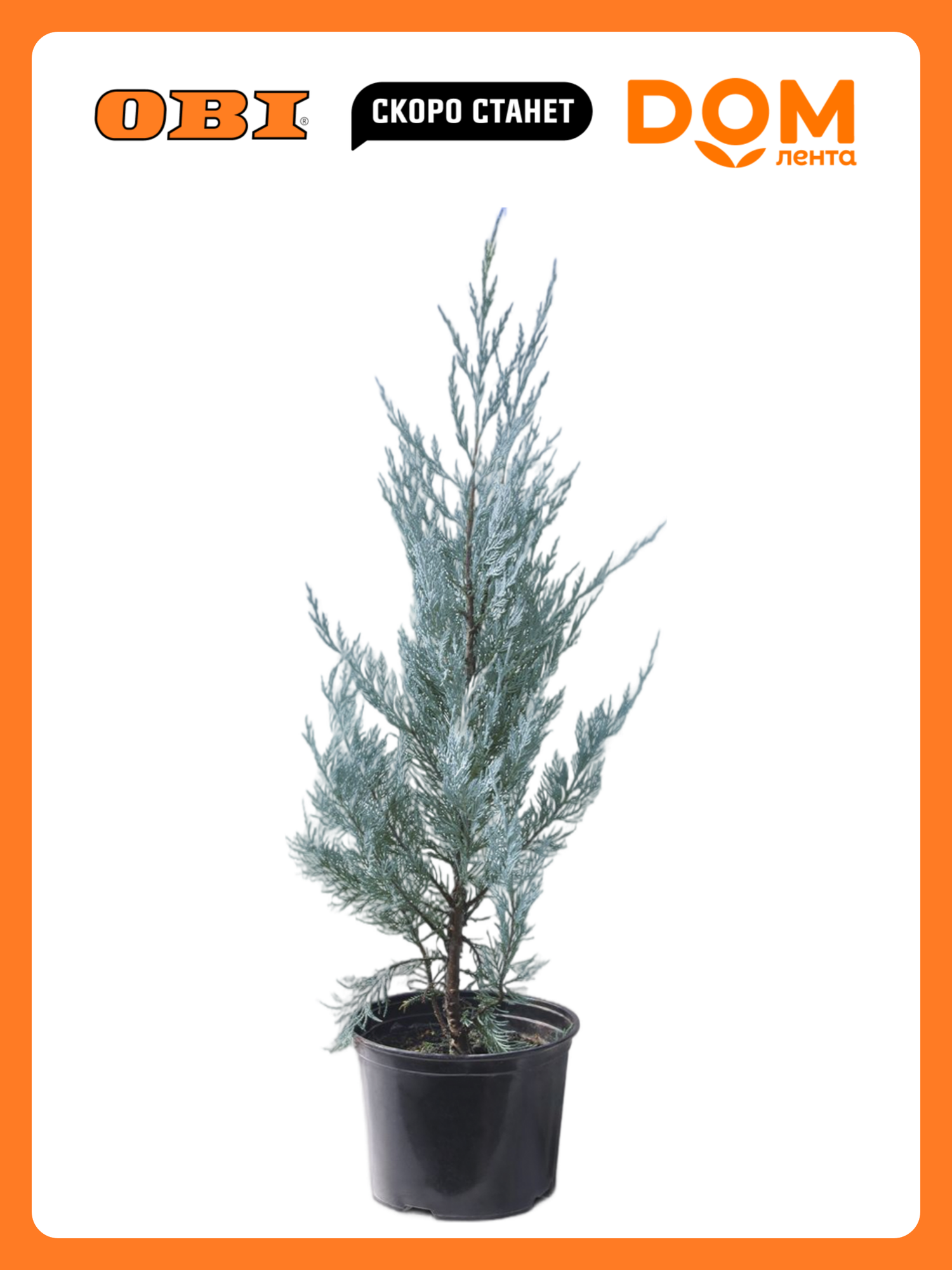 Можжевельник вергинский Мунглоу