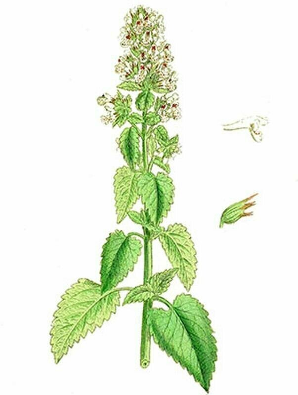 Кошачья мята (котовник), трава, пакет, беловодье, 25 г