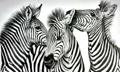 Зебры АЖ-1183